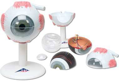 Anatomy Eye Models
