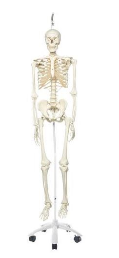 Standard Human Skeletons - Hanging Stand