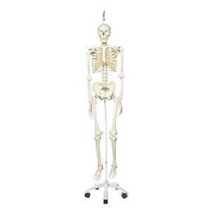 Anatomical Human Skeleton Models in 3D, Half & Full For Labs Use